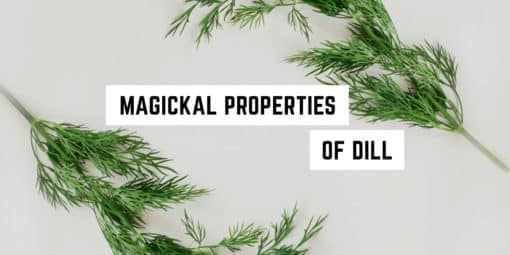 Dill: Magical Properties, Spiritual Meanings & How To Use In Spells