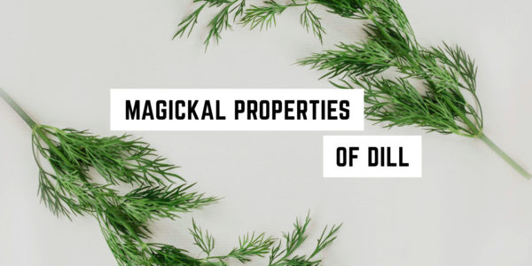 Dill: Magical Properties, Spiritual Meanings & How To Use In Spells