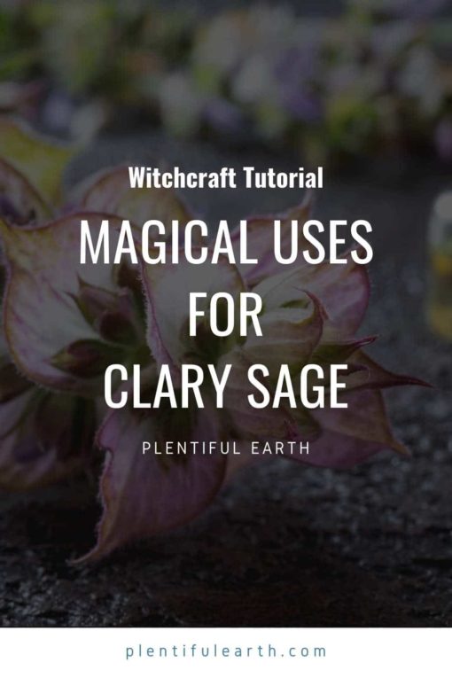 Clary Sage: Magical Uses, Spiritual Meanings, Uses In Spells