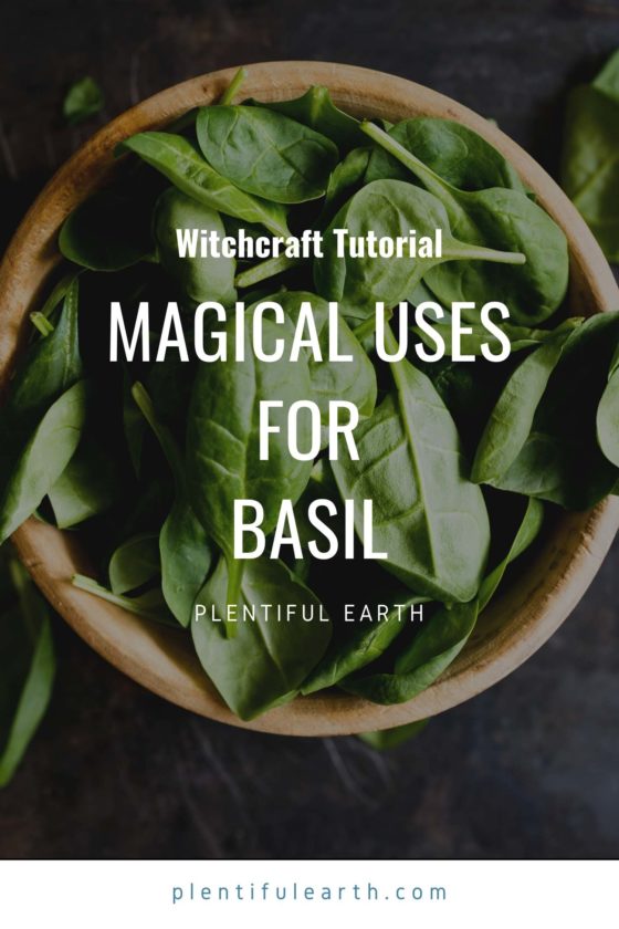 Sweet Basil Spiritual Meanings & Magical Correspondences